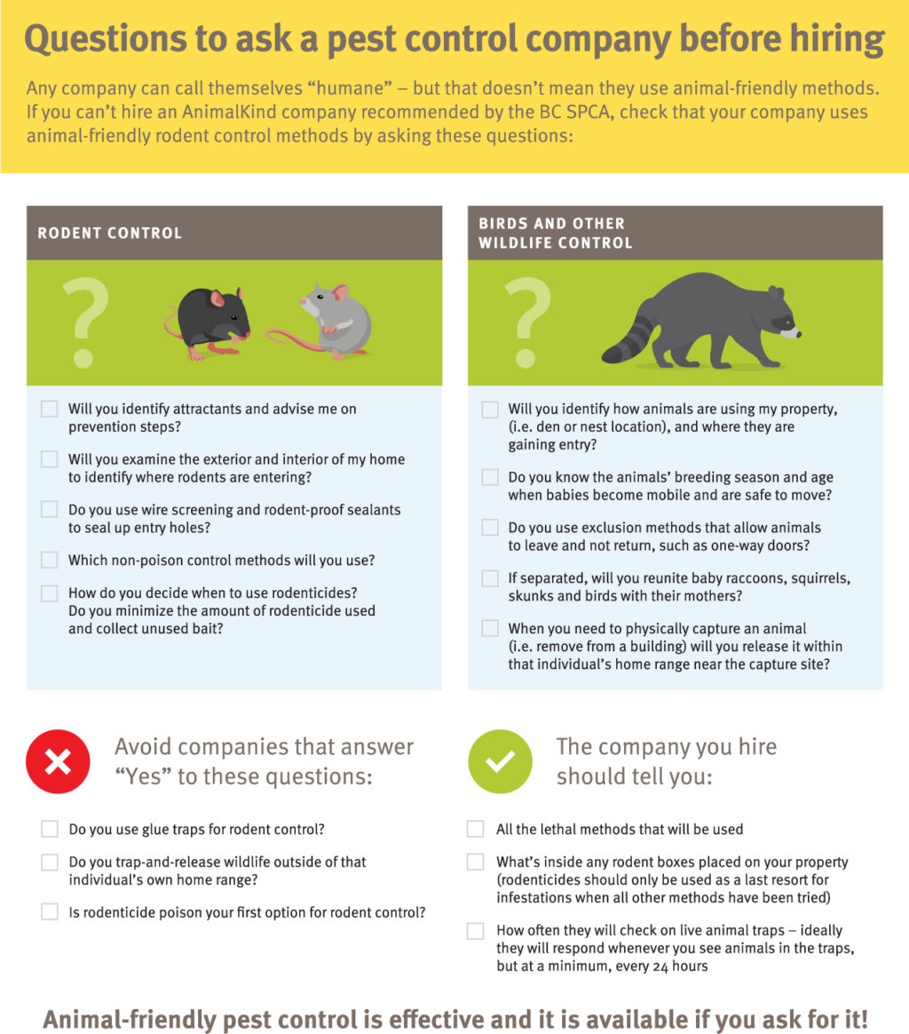Questions to ask a pest control company | AnimalKind