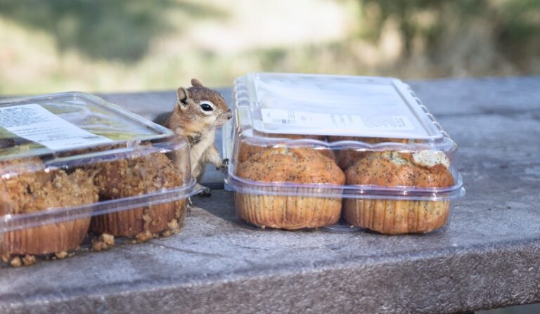 Harms to feeding wildlife and how it contributes to unwanted rodents on ...