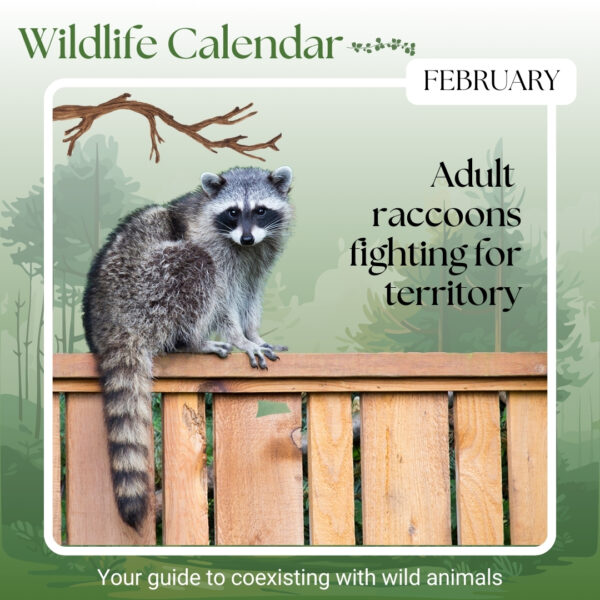 Wildlife Calendar: Your monthly guide to coexisting with wild animals ...