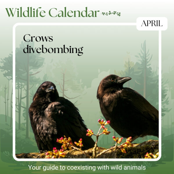 Wildlife Calendar: Your monthly guide to coexisting with wild animals ...
