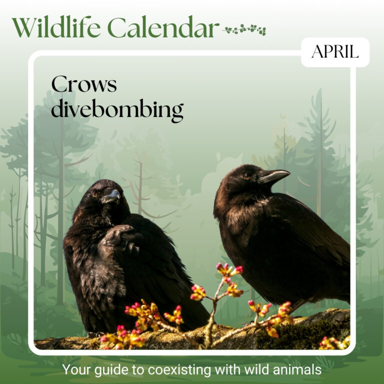 Wildlife Calendar: Your monthly guide to coexisting with wild animals ...