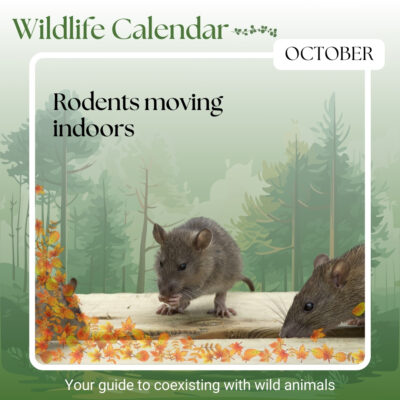 Wildlife Calendar: Your monthly guide to coexisting with wild animals ...