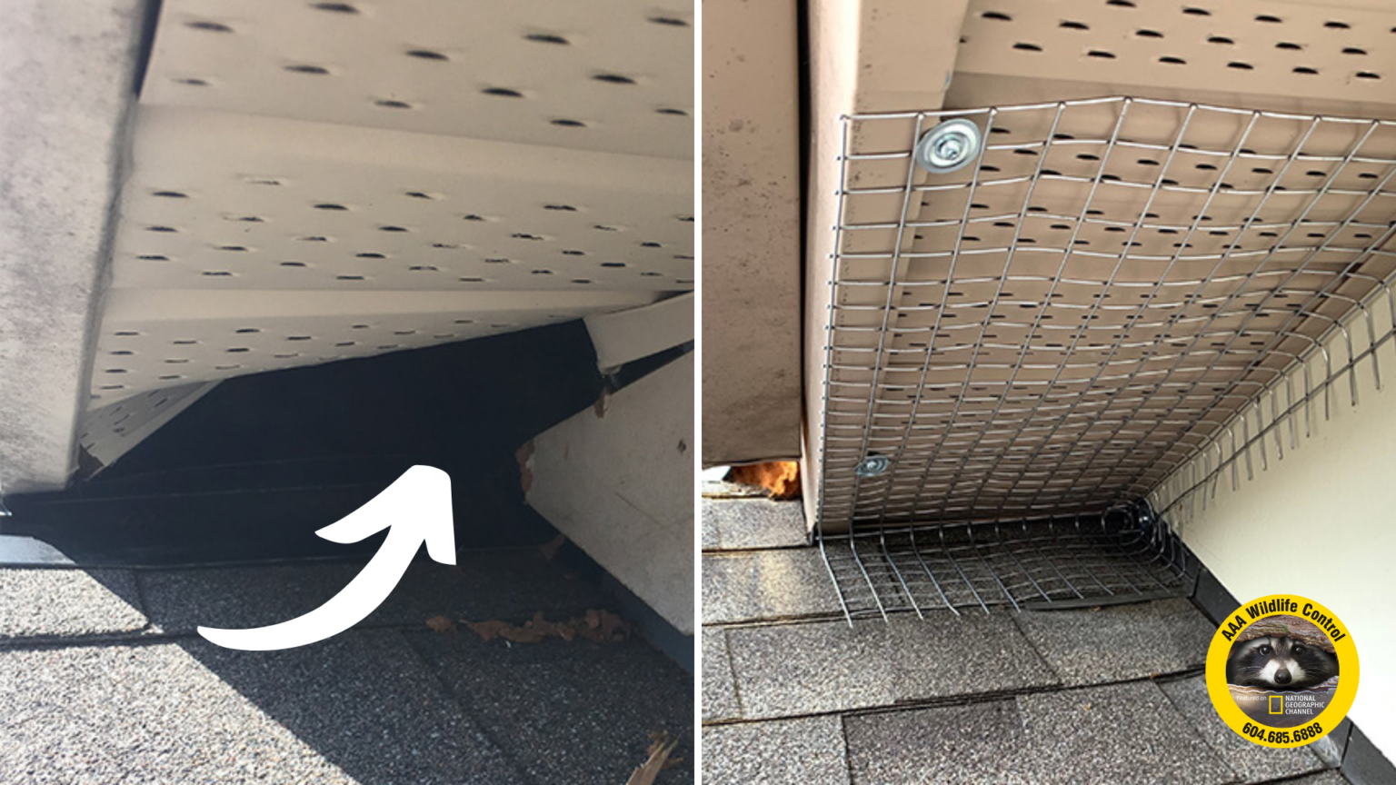 AAA-Critter check images-soffits | AnimalKind