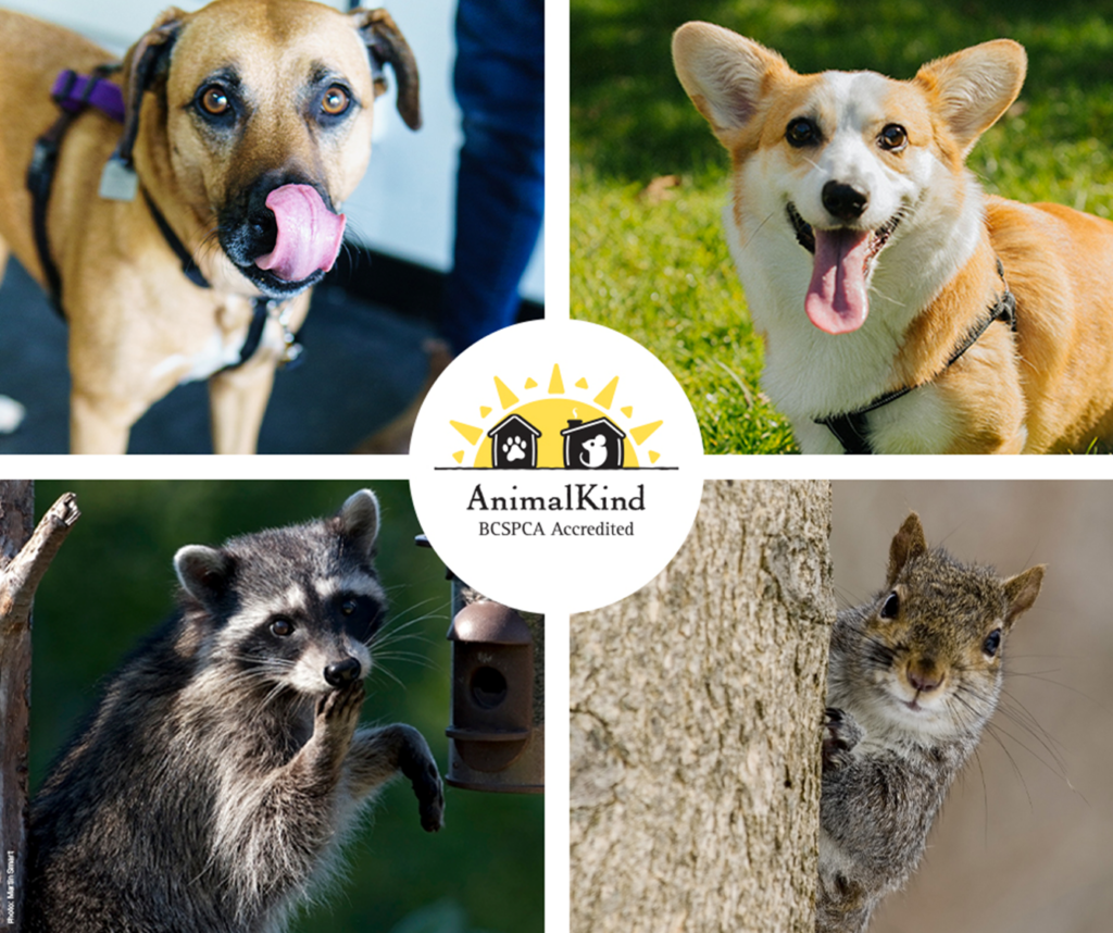 AnimalKind-square-4 images and logo | AnimalKind