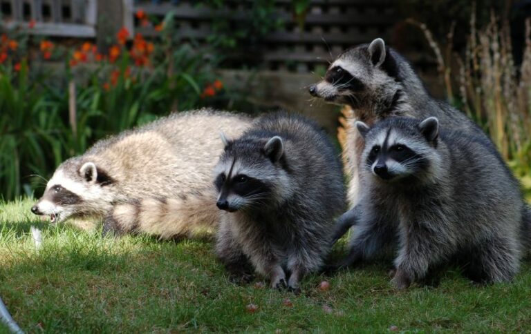 Hazing wildlife: what is humane harassment and how to use it | AnimalKind