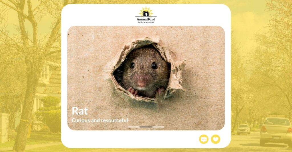 Meet your urban wildlife neighbours – rats | AnimalKind