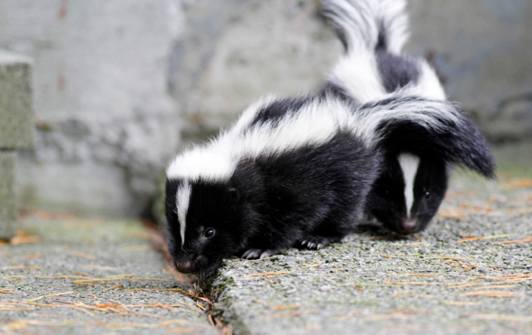What you need to know about skunks | AnimalKind