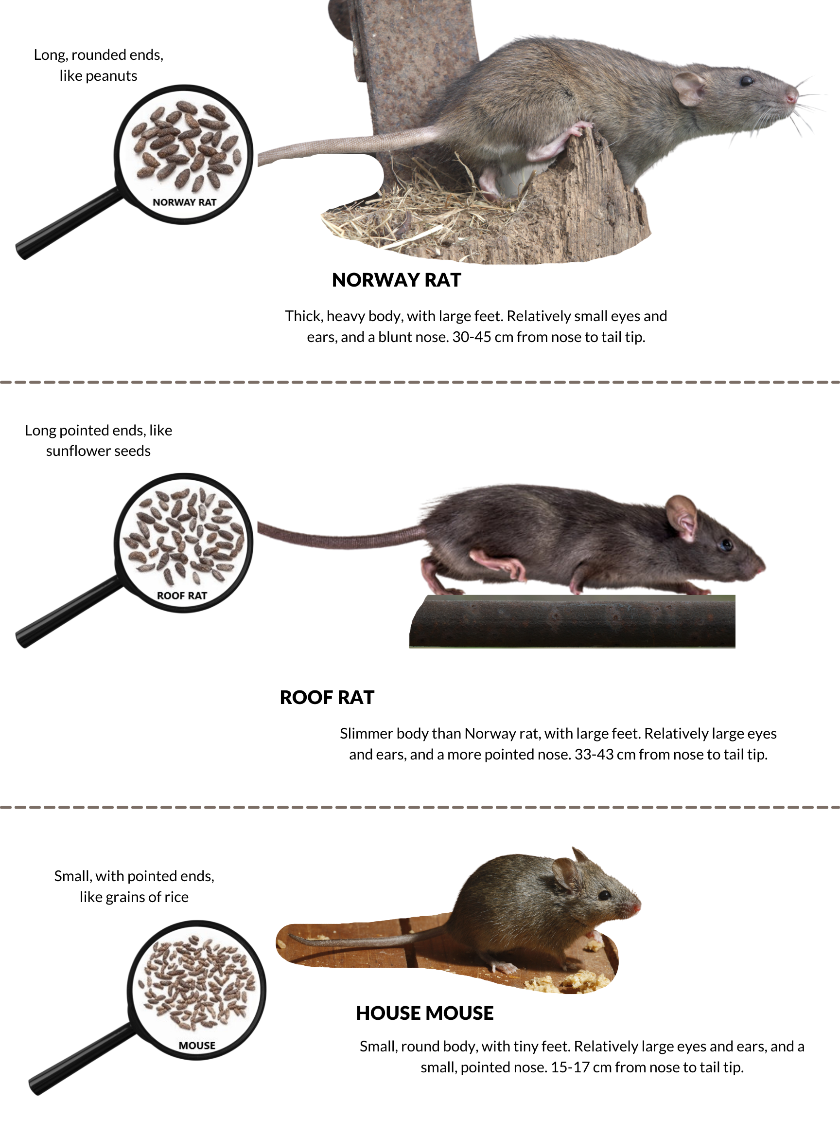 The Difference Between Mice And Rats AnimalKind