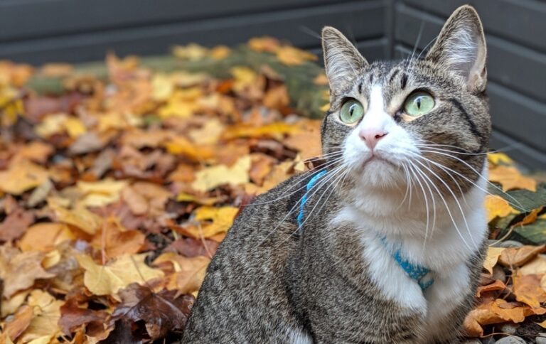 How Animals Cope in Human Conflicts - Animals World