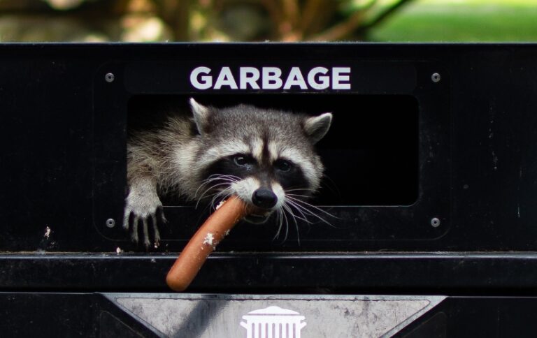 Human-wildlife conflicts: What they are and how to prevent them ...