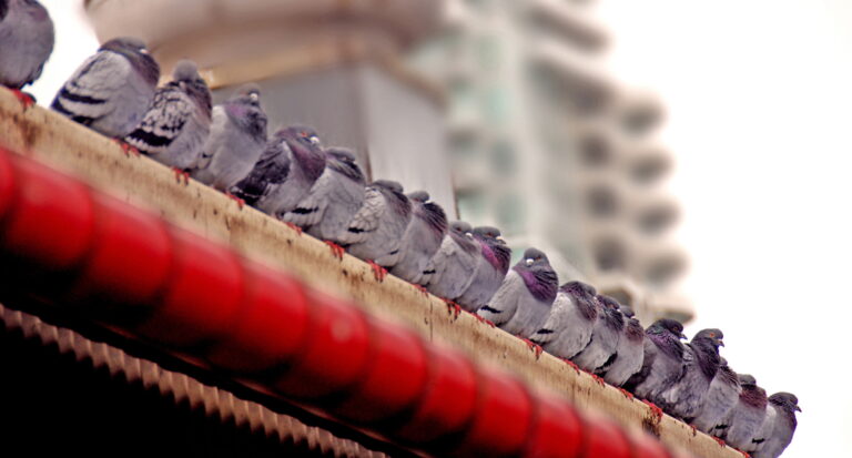 A guide to pigeon control methods | BC SPCA - AnimalKind