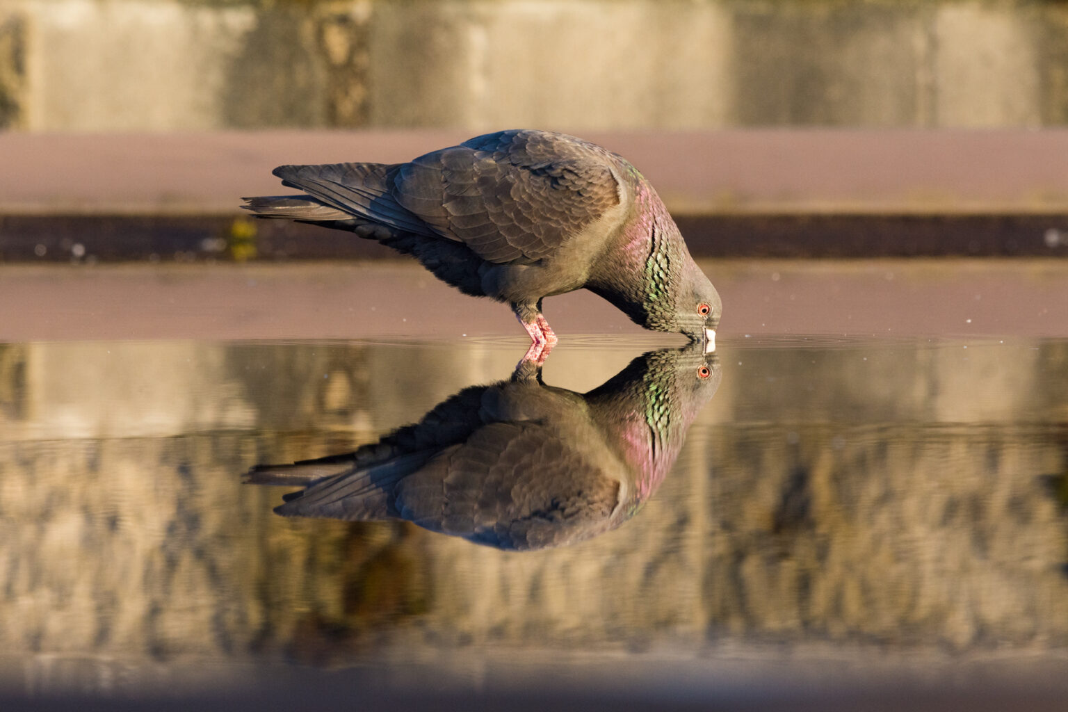 A guide to pigeon control methods | BC SPCA - AnimalKind