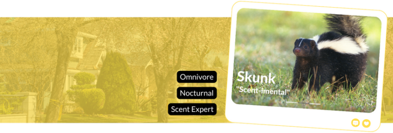 What you need to know about skunks | AnimalKind
